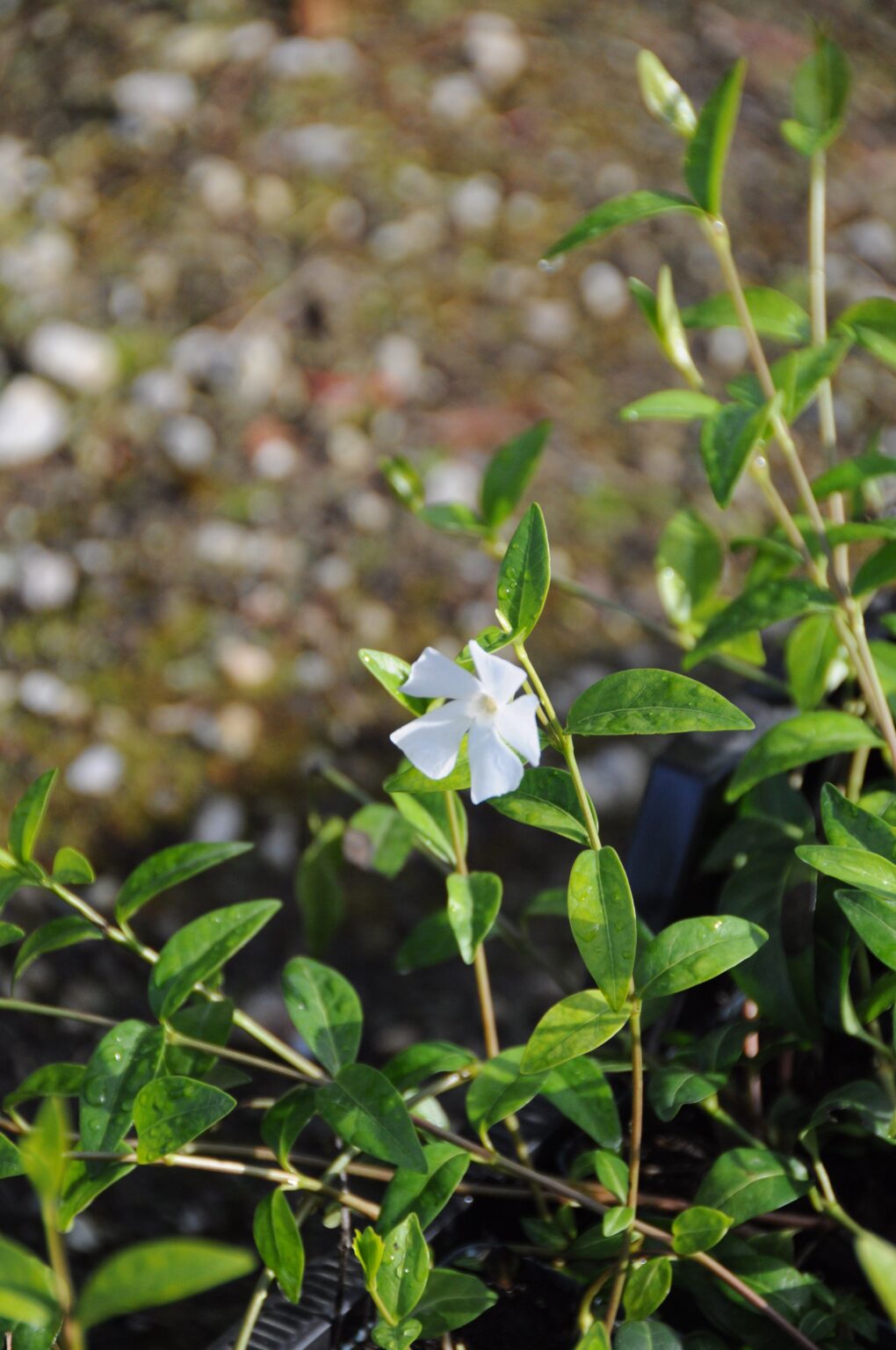 Vinca minor 'Alba' - Tree nursery De Bruyn
