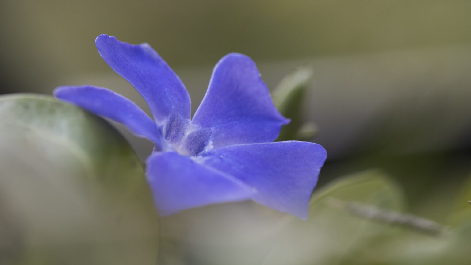 Vinca minor - Tree nursery De Bruyn