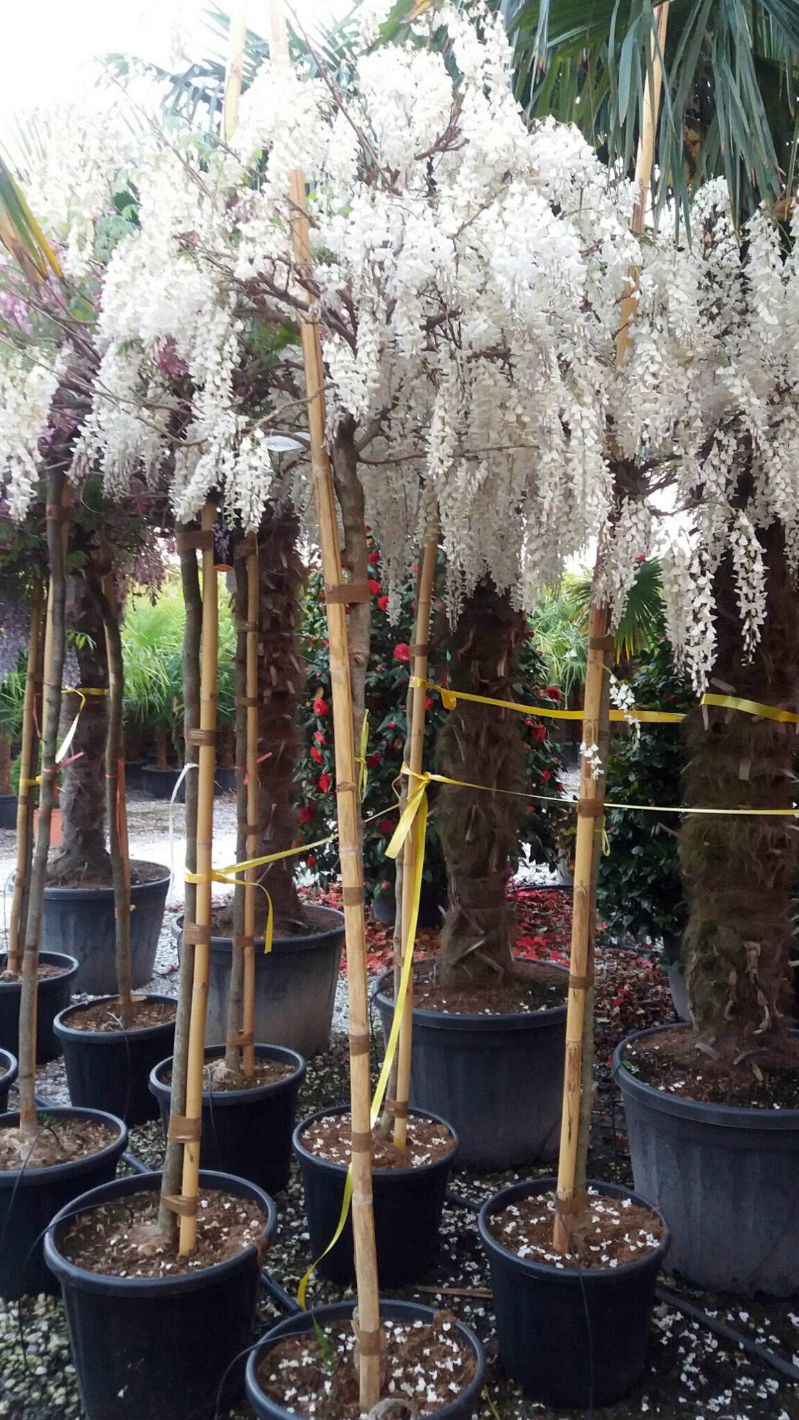 Wisteria sinensis 'Alba' - Tree nursery De Bruyn